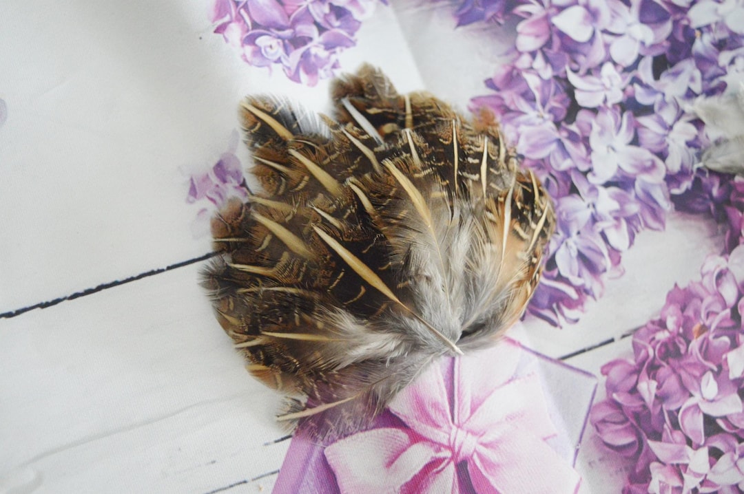 50+pcs Natural Wild Colored Feathers From Japenesse Quail for DIY ...