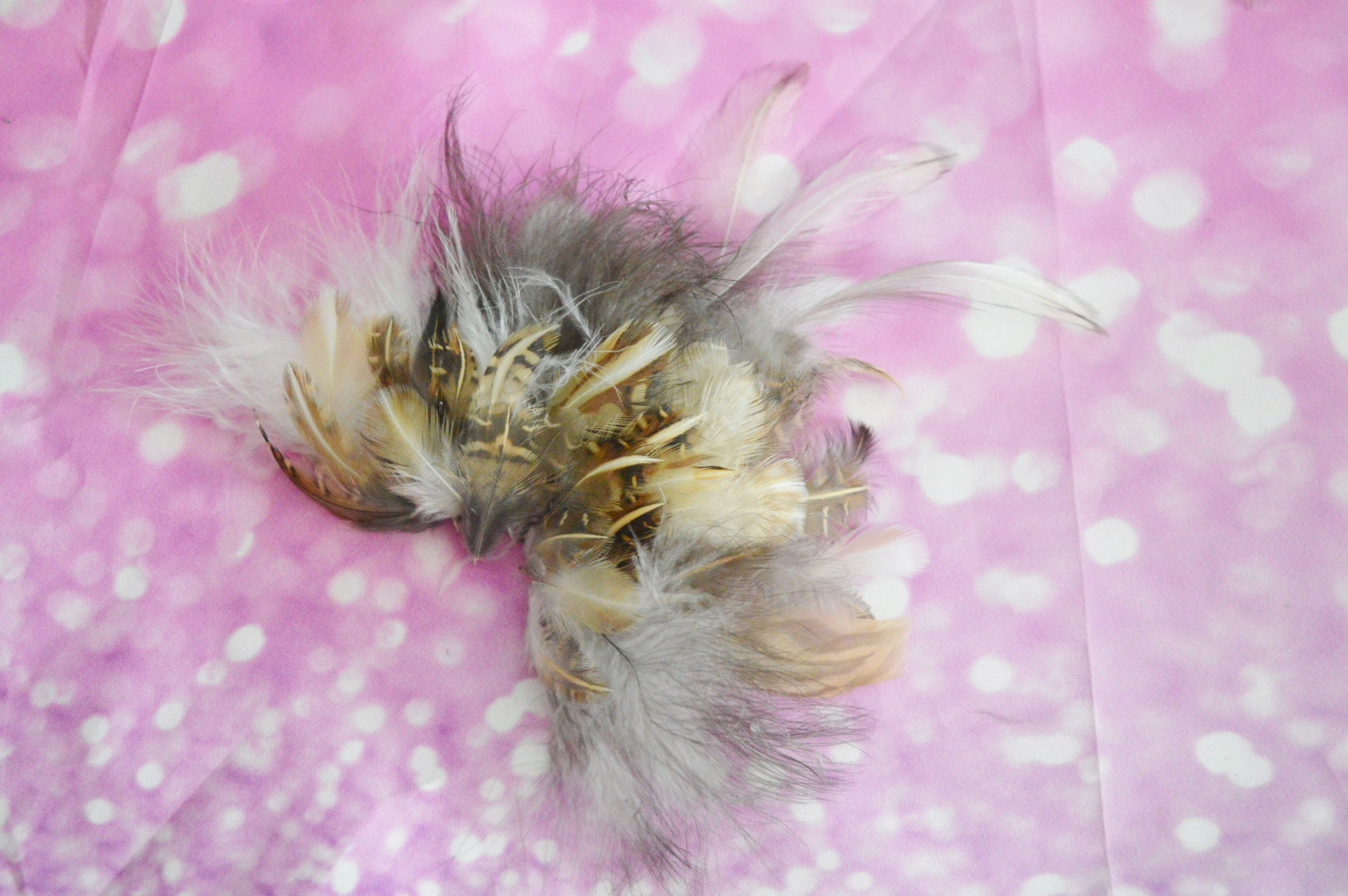 50+pcs Colourful Feathers From Quail, Silkie, Satin, Rooster and Other ...