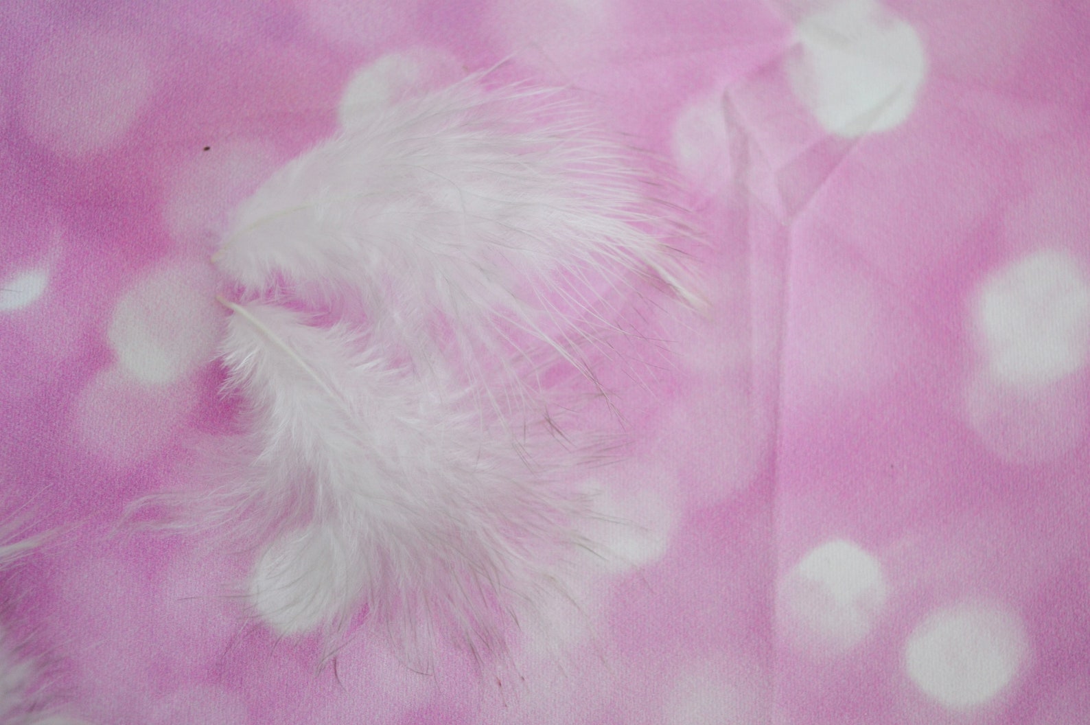 70 Pcs Silver Cuckoo Colored Feathers From Silkies for DIY Crafting ...