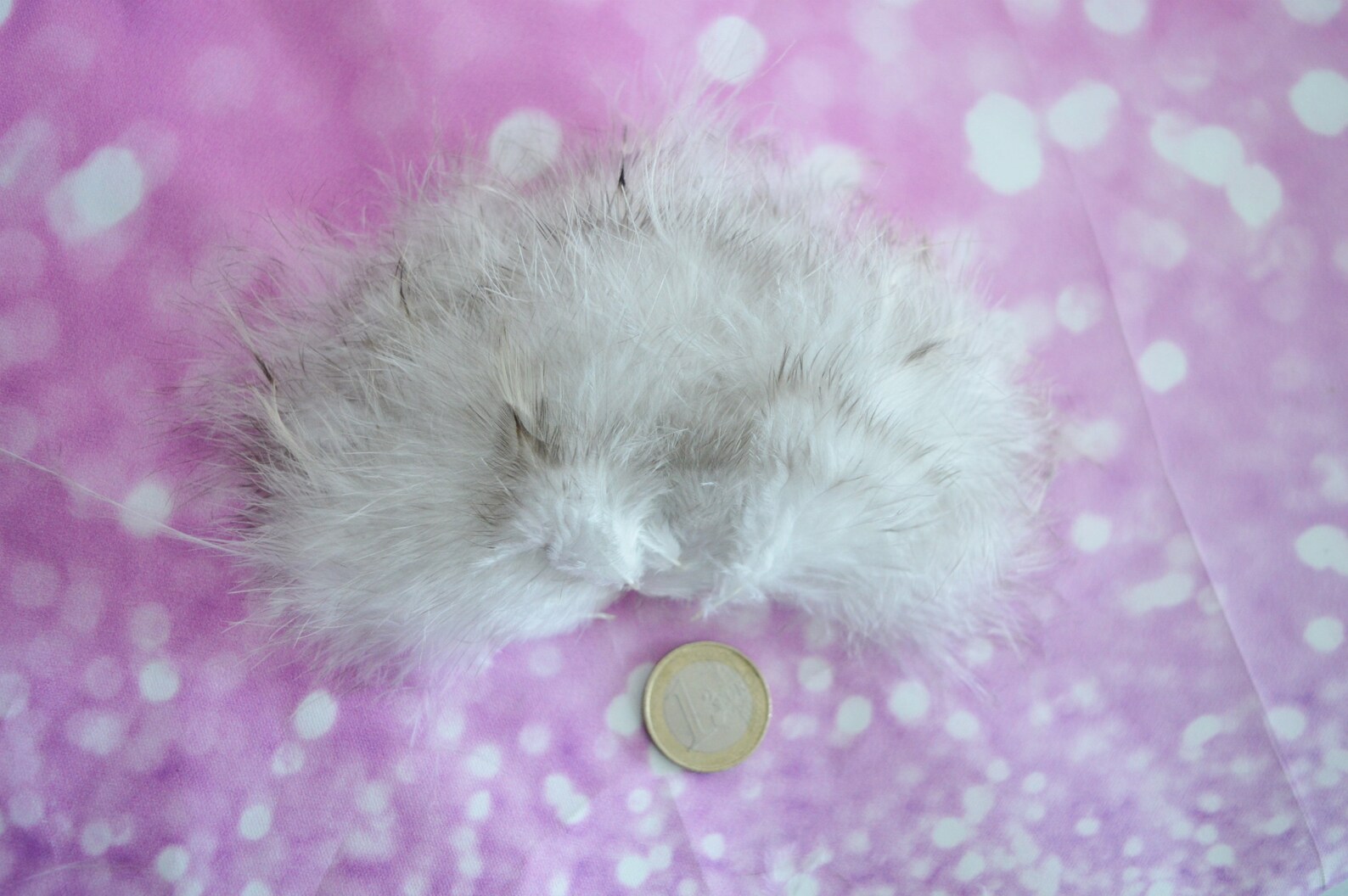 70 Pcs Silver Cuckoo Colored Feathers From Silkies for DIY Crafting ...