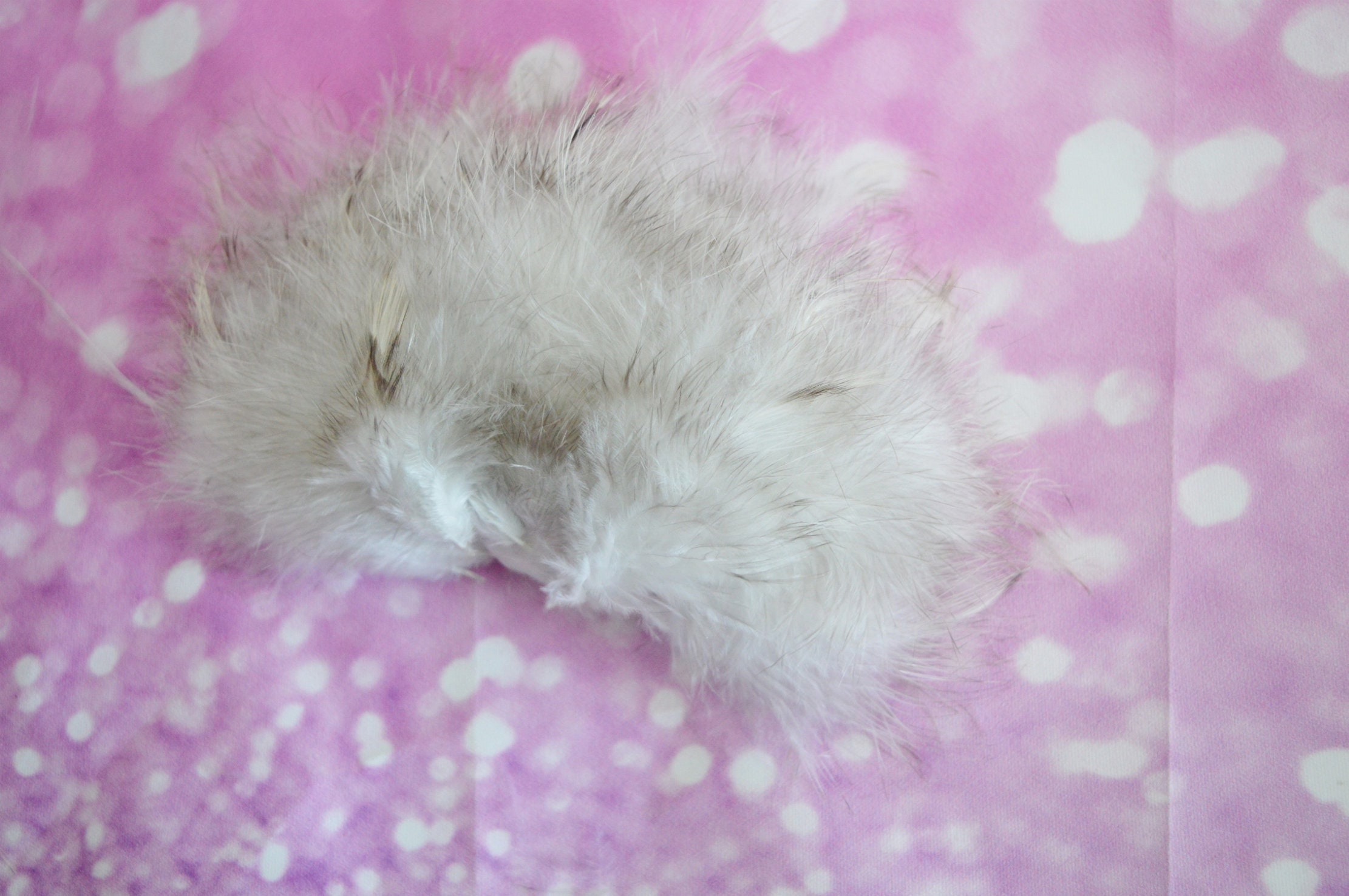 70 Pcs Silver Cuckoo Colored Feathers From Silkies for DIY Crafting ...