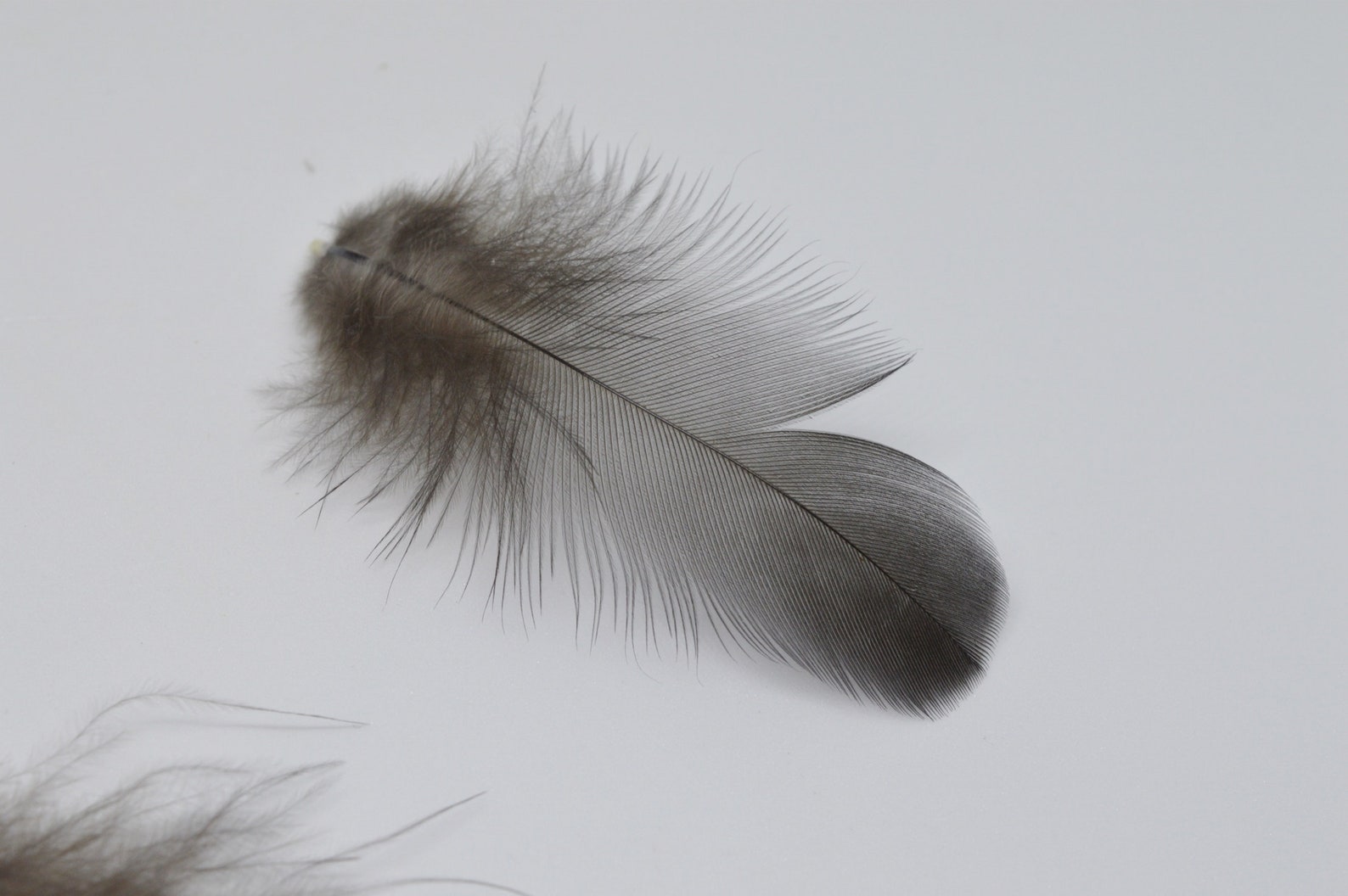 10pcs Small Black Feathers From Ayam Cemani for DIY Crafting - Natural ...