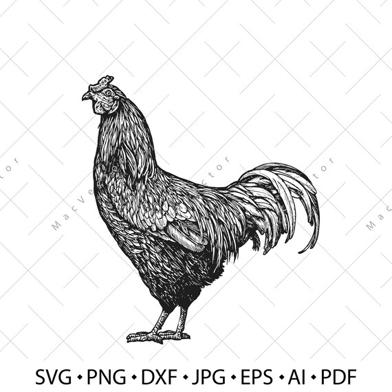 Rooster Vector. Rooster Vintage Sketch Drawing Clipart. | Etsy