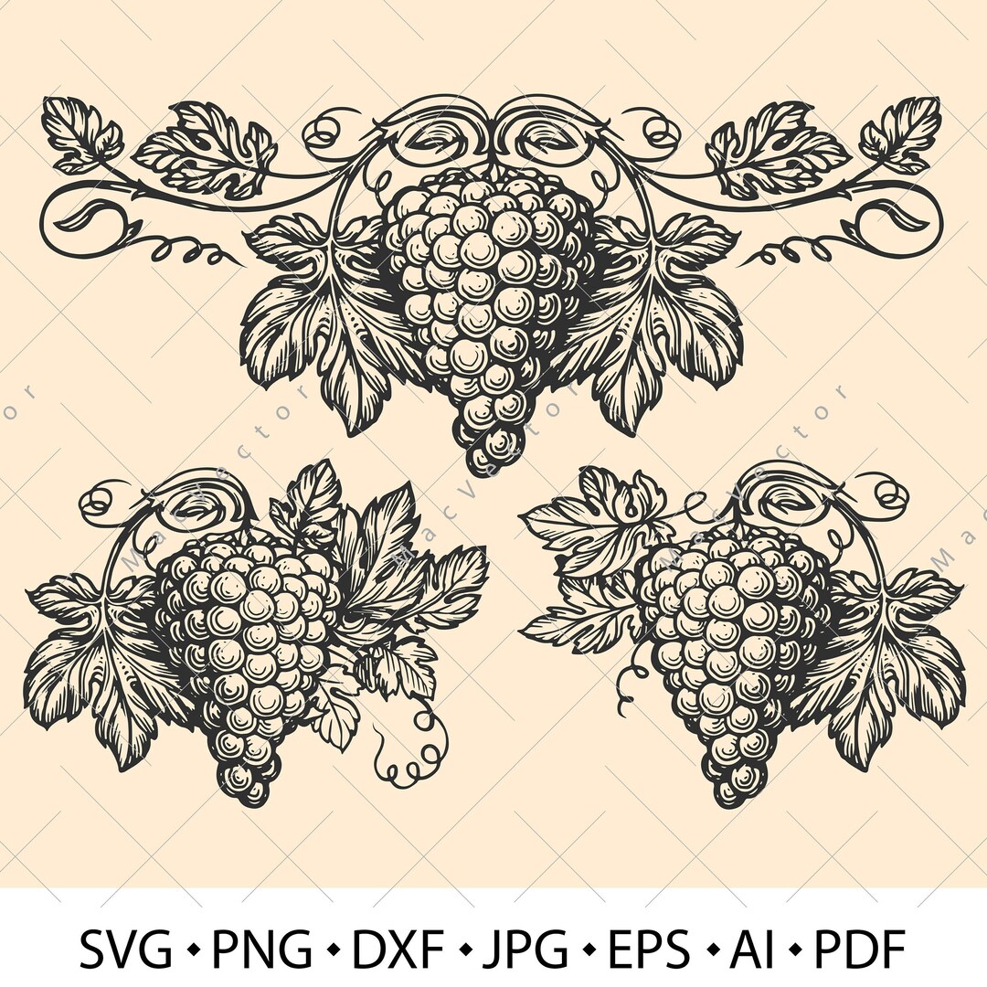 Grapevine Pattern Set Sketch. Vining Plant With Grapes, Tendrils and ...
