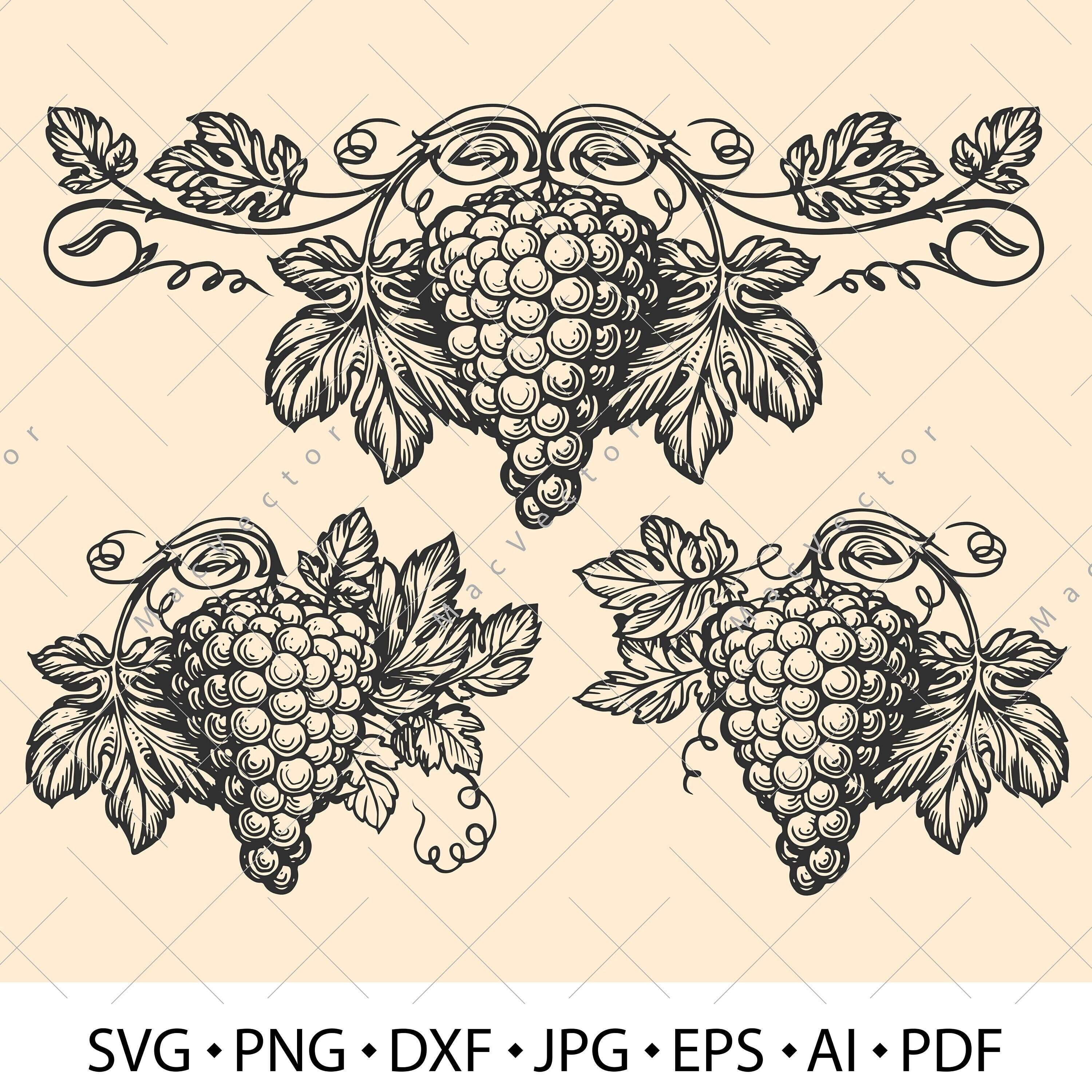 Grapevine Pattern Set Sketch. Vining Plant With Grapes, Tendrils and Leaves SVG. Vineyard ...