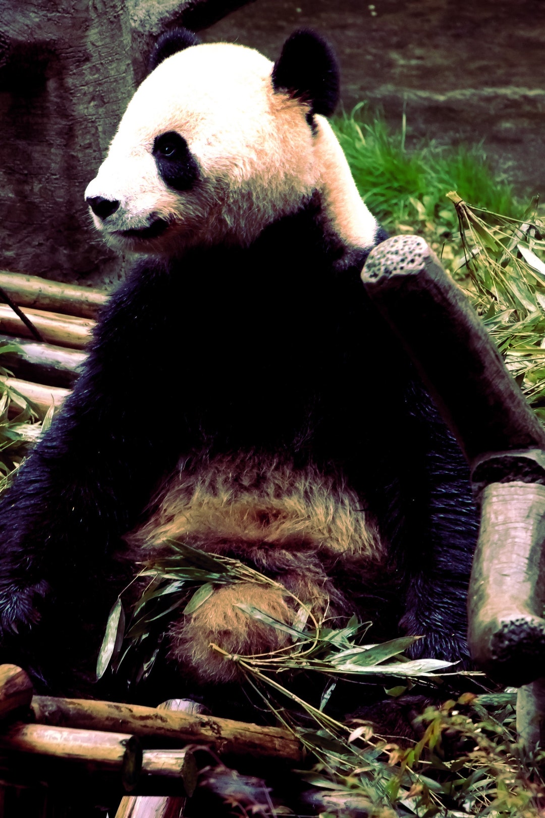 Giant Chinese Black and White Panda, Panda Photo in China, Panda ...