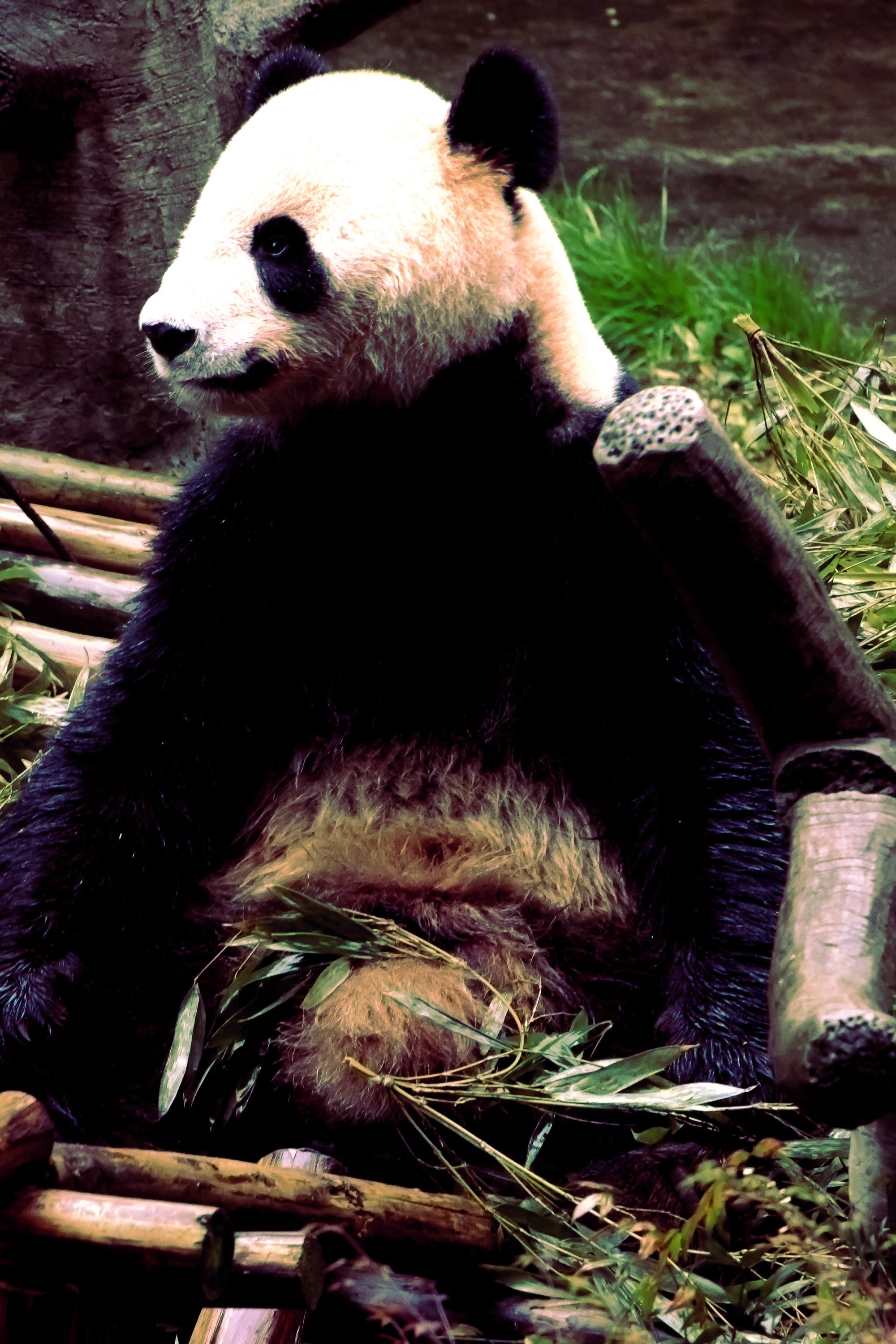 Giant Chinese Panda Photographic Wall Art - Etsy