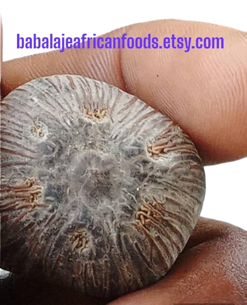 6 Eye Ikin,iwarefa,ikins De 6 Ojo, Ikini Ifa/orisha/20 Pieces /african ...