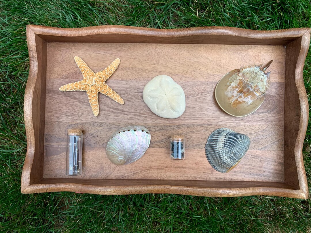 Ocean Themed Nature Oddity Box - See Description for Details - FREE ...