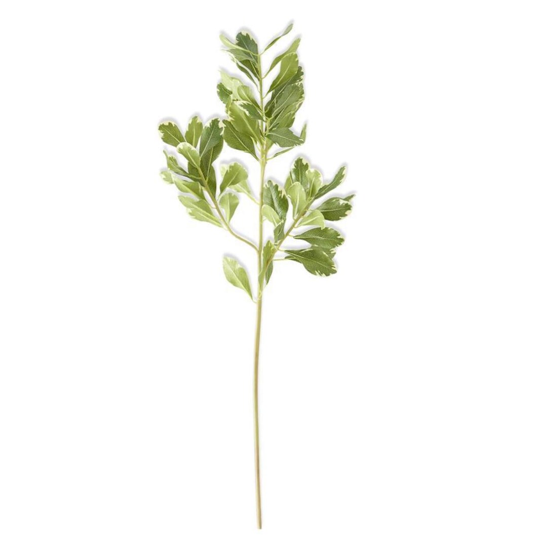 28 Inch Green Varigated Pittosporum Leaf Stem, Spring Floral, Greenery ...