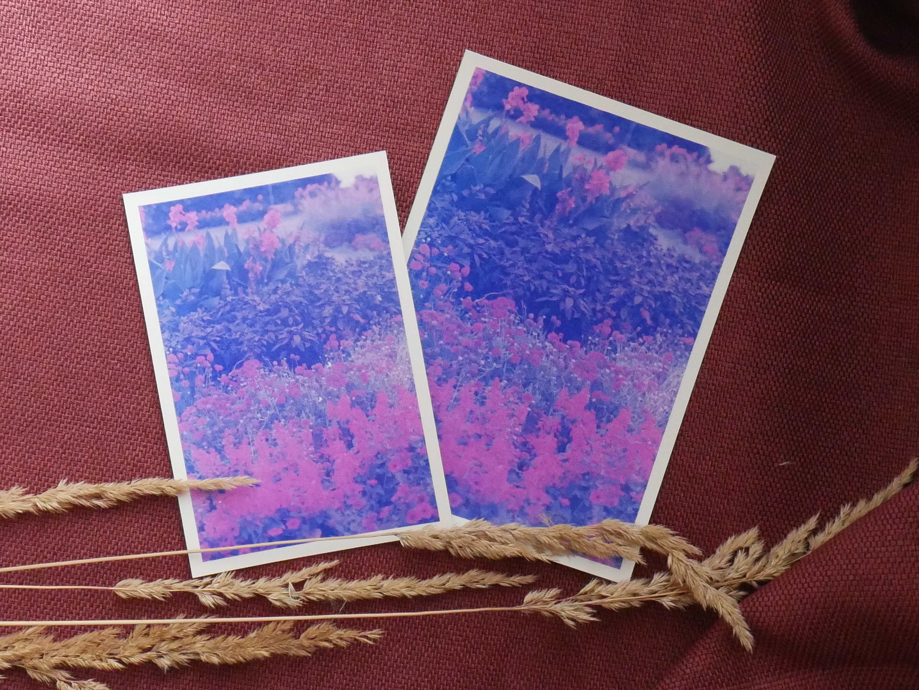 Chromogenic Color Print on RC Paper Lustre // Red Flowers // Analog ...