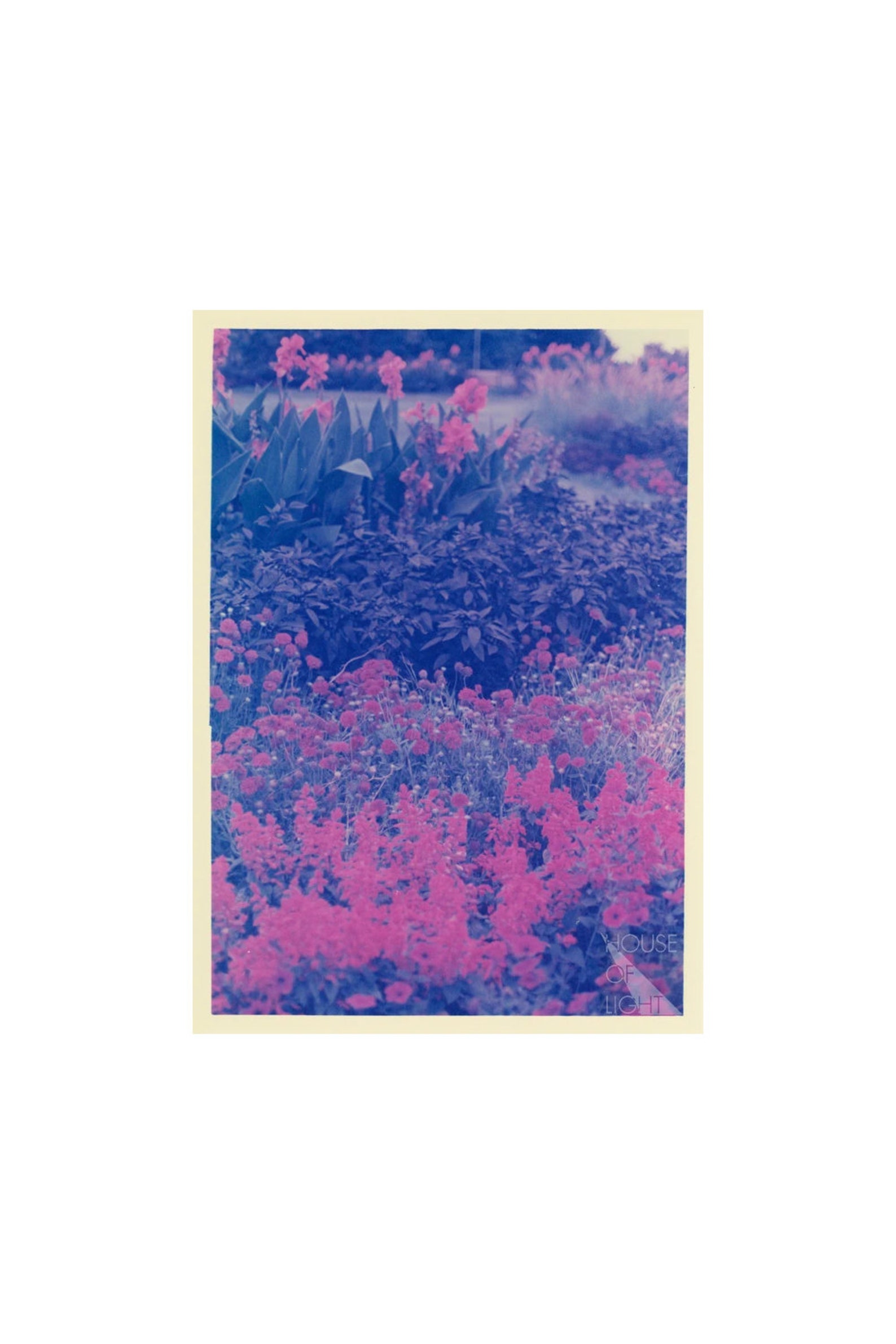 Chromogenic Color Print on RC Paper Lustre // Red Flowers // Analog ...