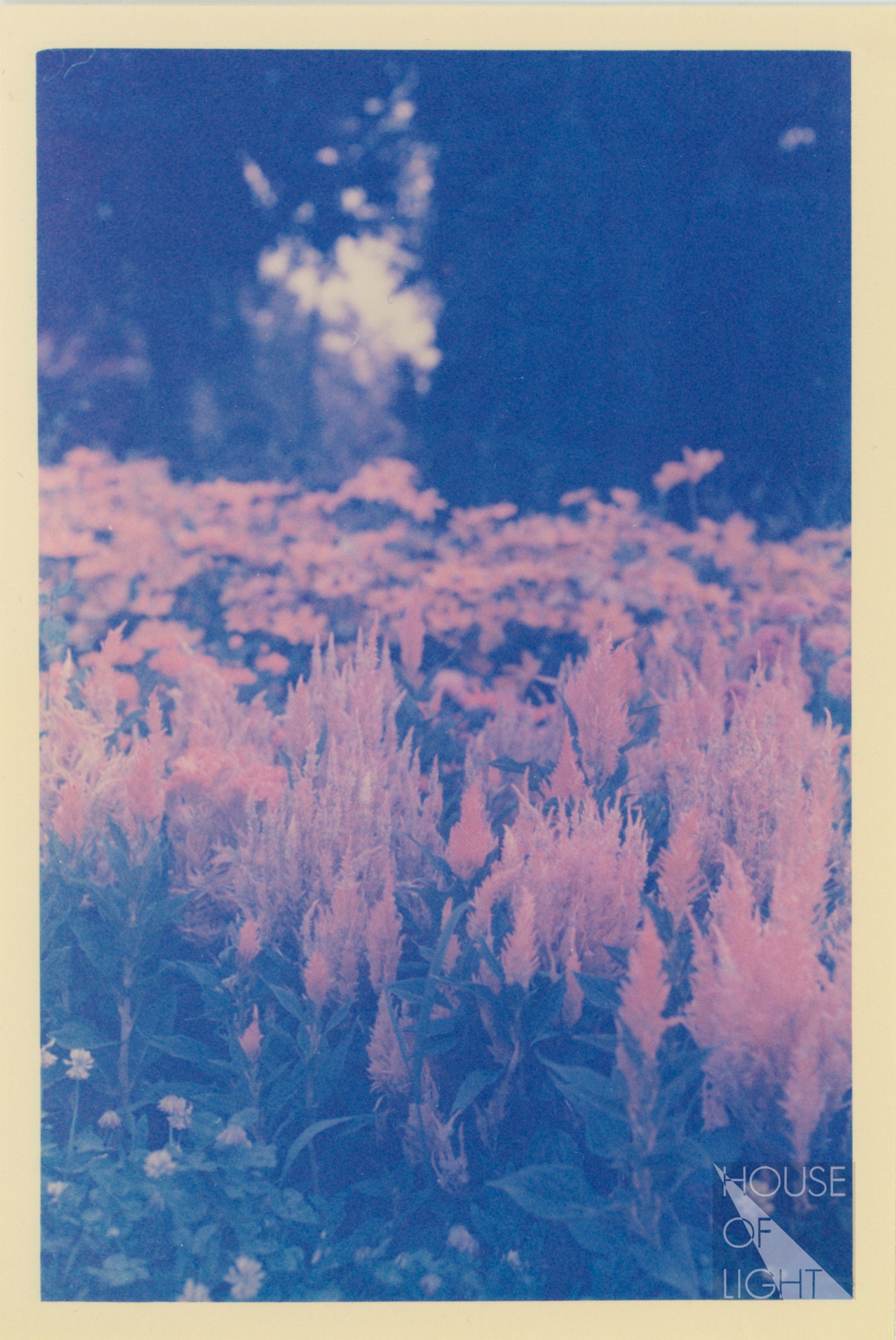 Chromogenic Color Print on RC Paper Lustre // Yellow Flowers // Analog ...