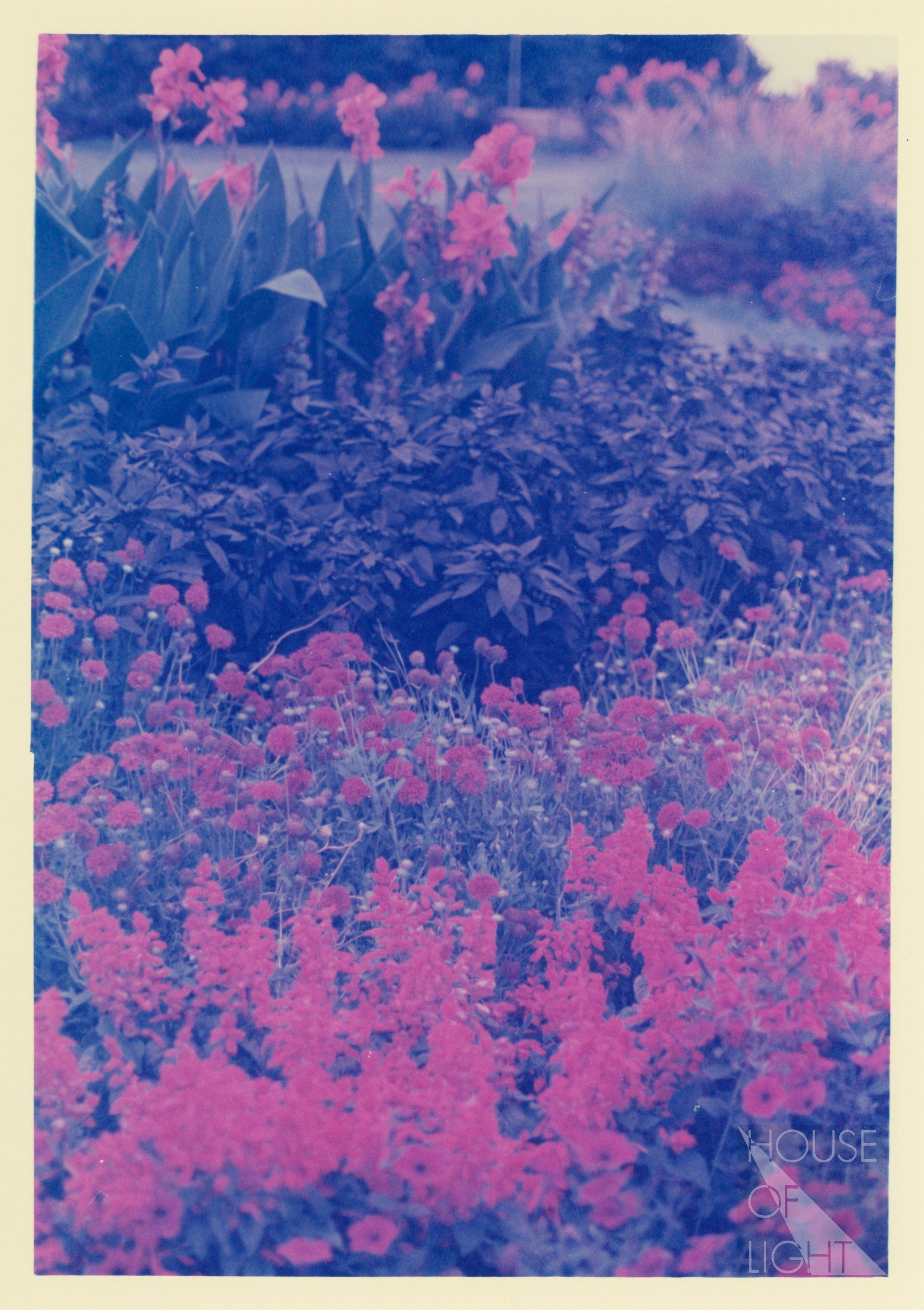 Chromogenic Color Print on RC Paper Lustre // Red Flowers // Analog ...