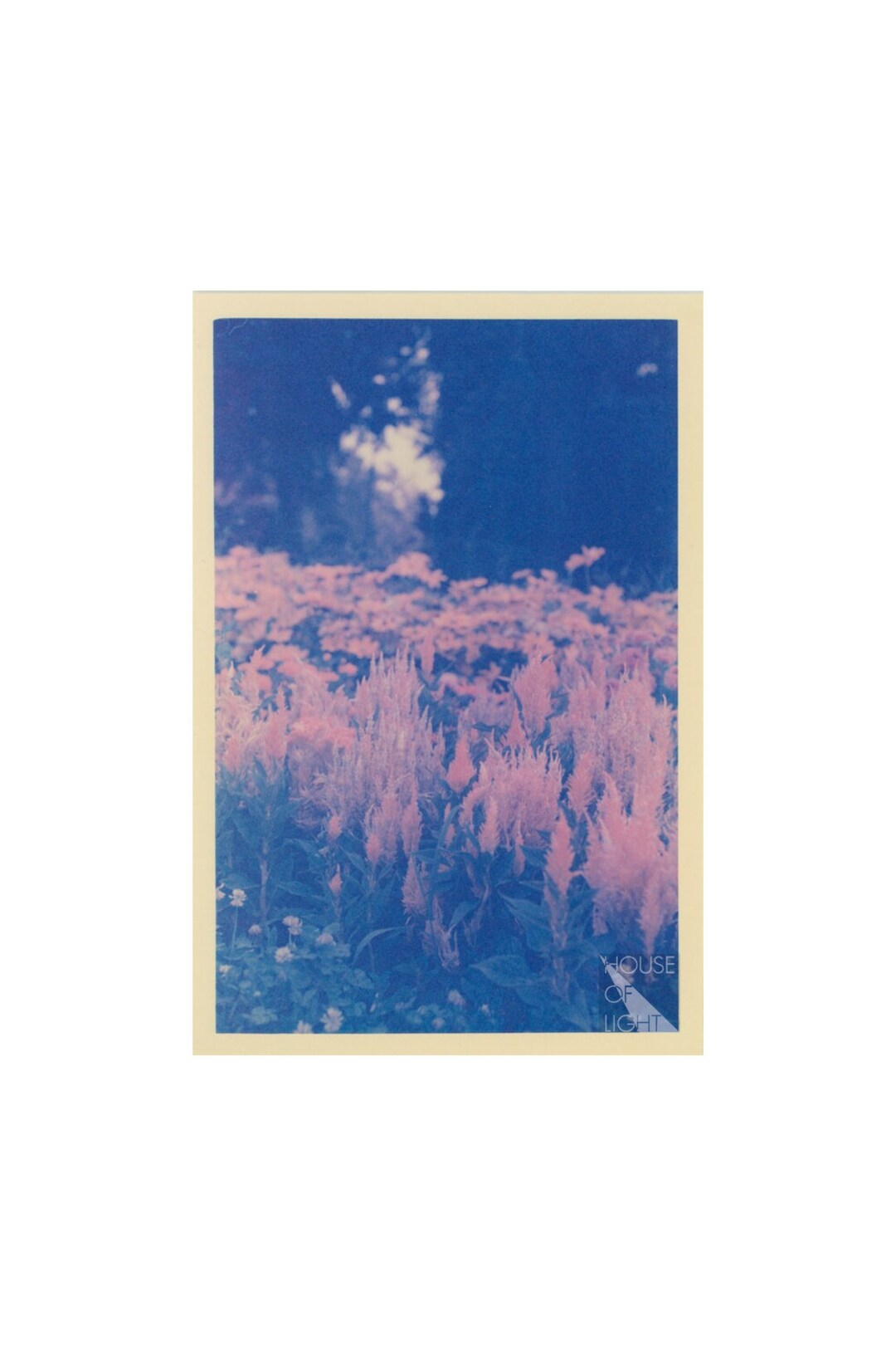 Chromogenic Color Print on RC Paper Lustre // Yellow Flowers // Analog ...