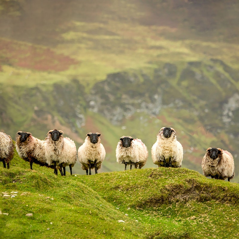 Irish Sheep - Etsy