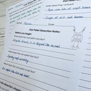 Owl Pellet Dissection - Pre, During and Post Notes and Graphic ...