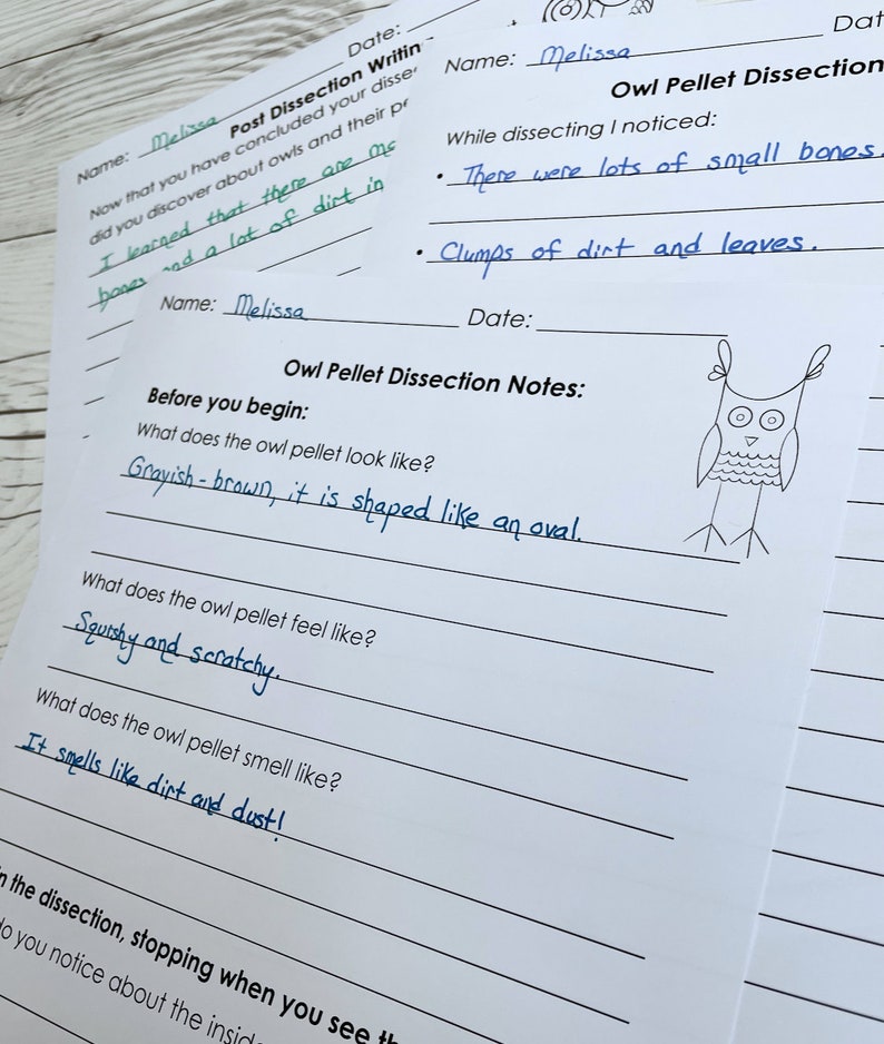 Owl Pellet Dissection - Pre, During and Post Notes and Graphic ...