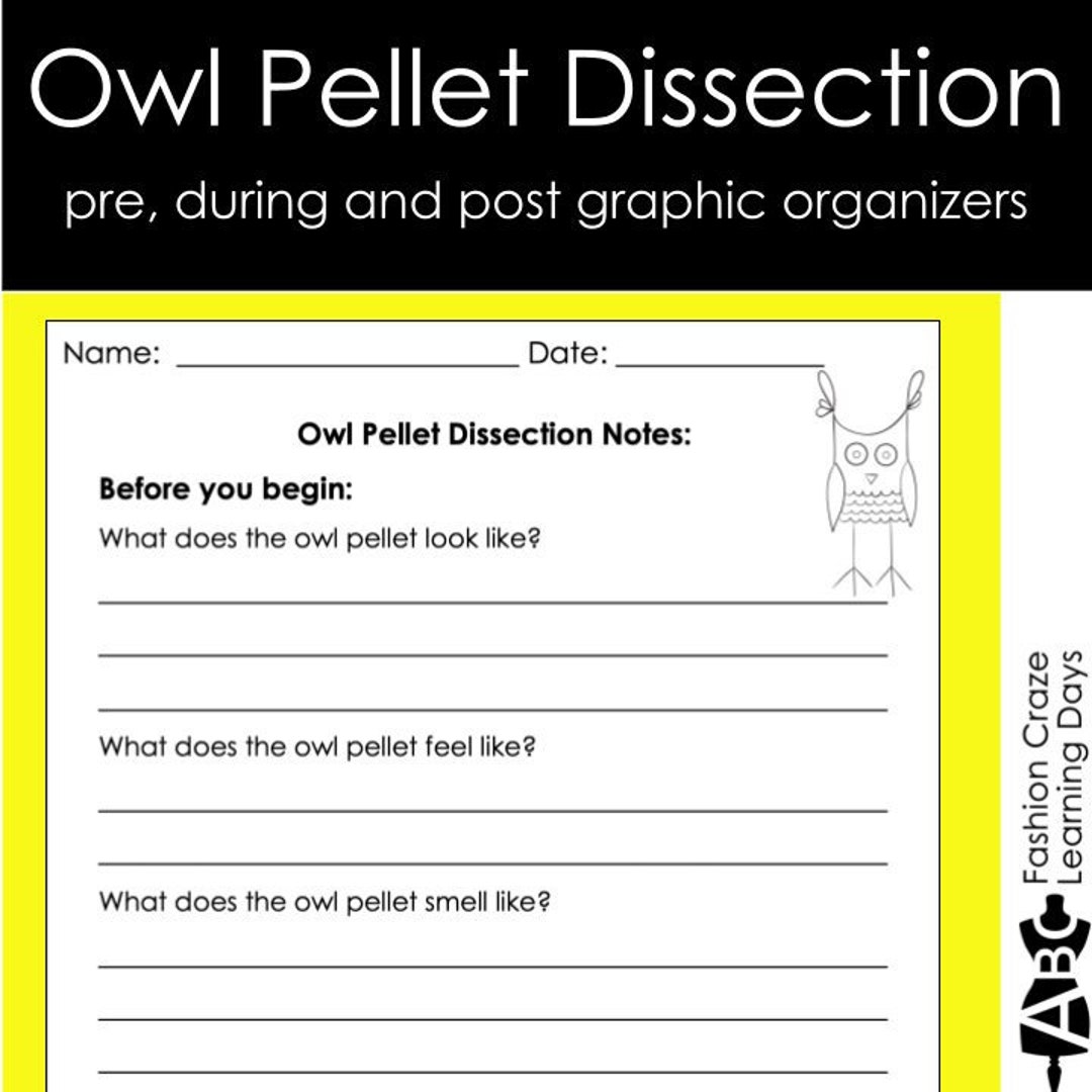 Owl Pellet Dissection Pre During and Post Notes and Graphic - Etsy