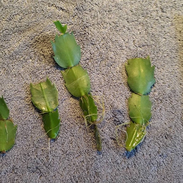 Christmas Cactus - Etsy