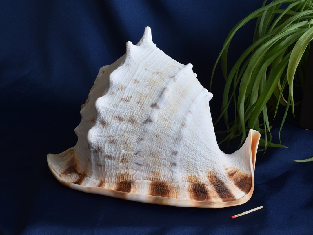 Giant Shell/snail Shell Decoration (horned Helmet Snail/large Balaclava ...