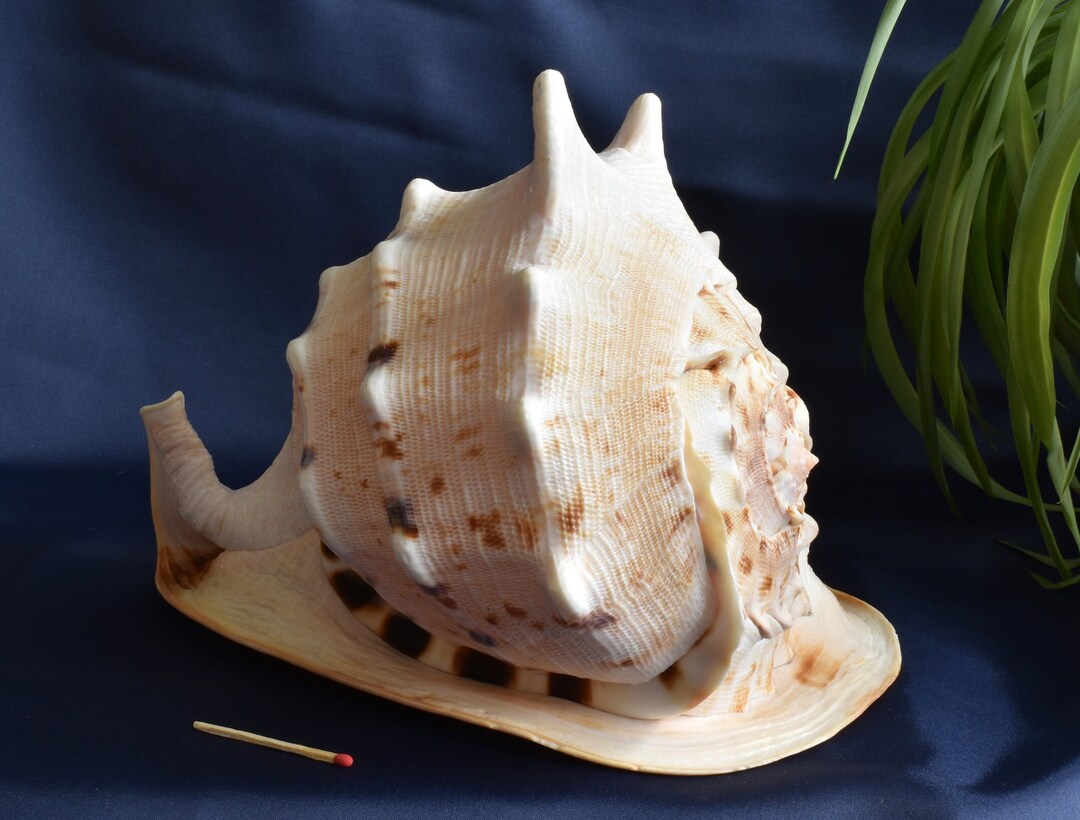 Giant Shell/snail Shell Decoration (horned Helmet Snail/large Balaclava ...