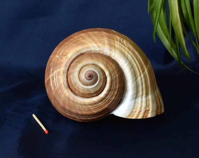 Large Shell/snail Shell Decoration (barrel Snail/tonna Ampullacea; 17 ...