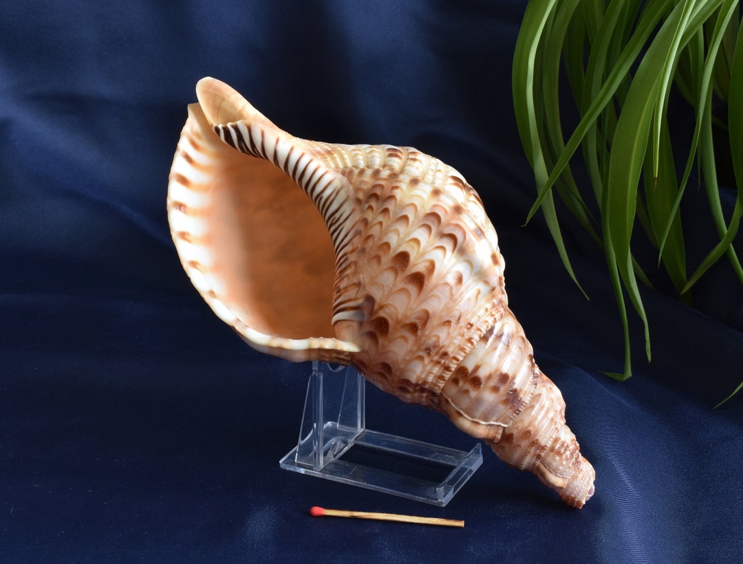 Large Shell/snail Shell Decoration (triton's Horn/trumpet Snail ...