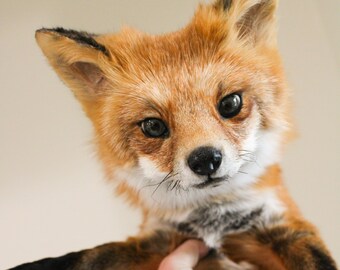 Fox Soft Mount - Etsy