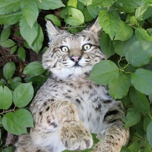 Savanna the Soft Mount Bobcat by Wild Goose Chase Taxidermy Studio - Etsy