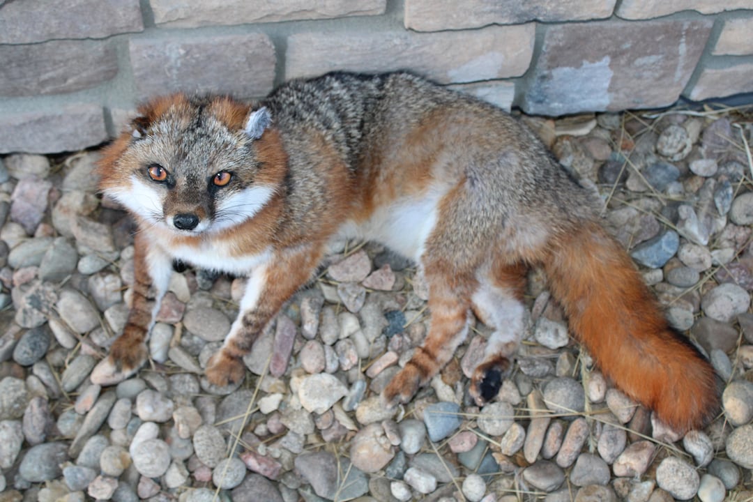 Otto the Soft Mount Grey Fox by Wild Goose Chase Taxidermy Studio - Etsy
