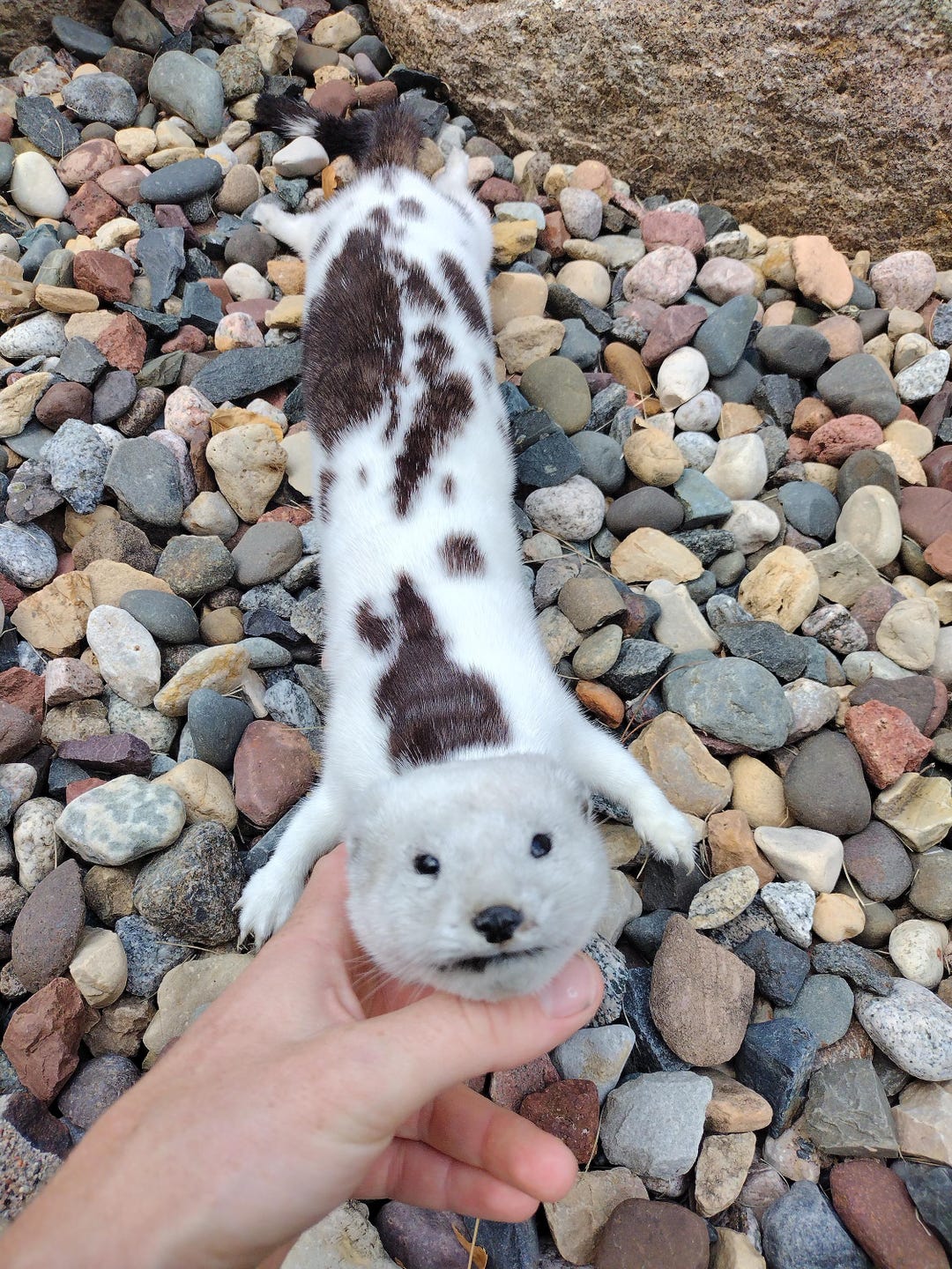 Misty the Soft Mount Mink by Wild Goose Chase Taxidermy Studio - Etsy