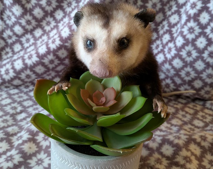 Soft Mount Opossum by Wild Goose Chase Taxidermy Studio - Etsy