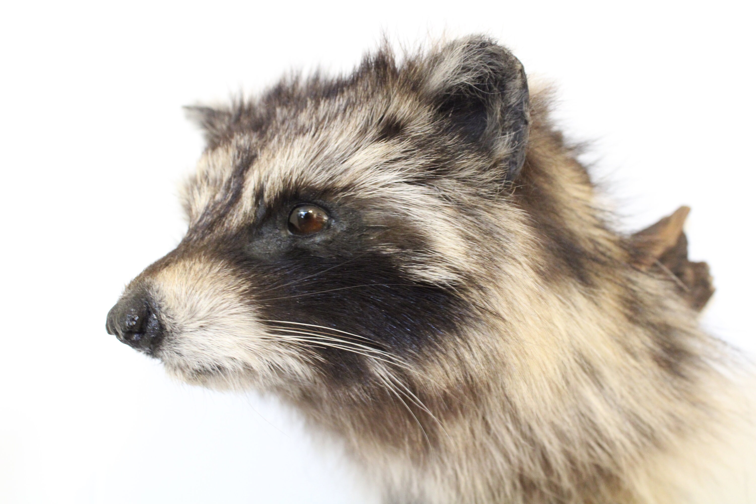 Goose Vs Raccoon at Carolann Ness blog