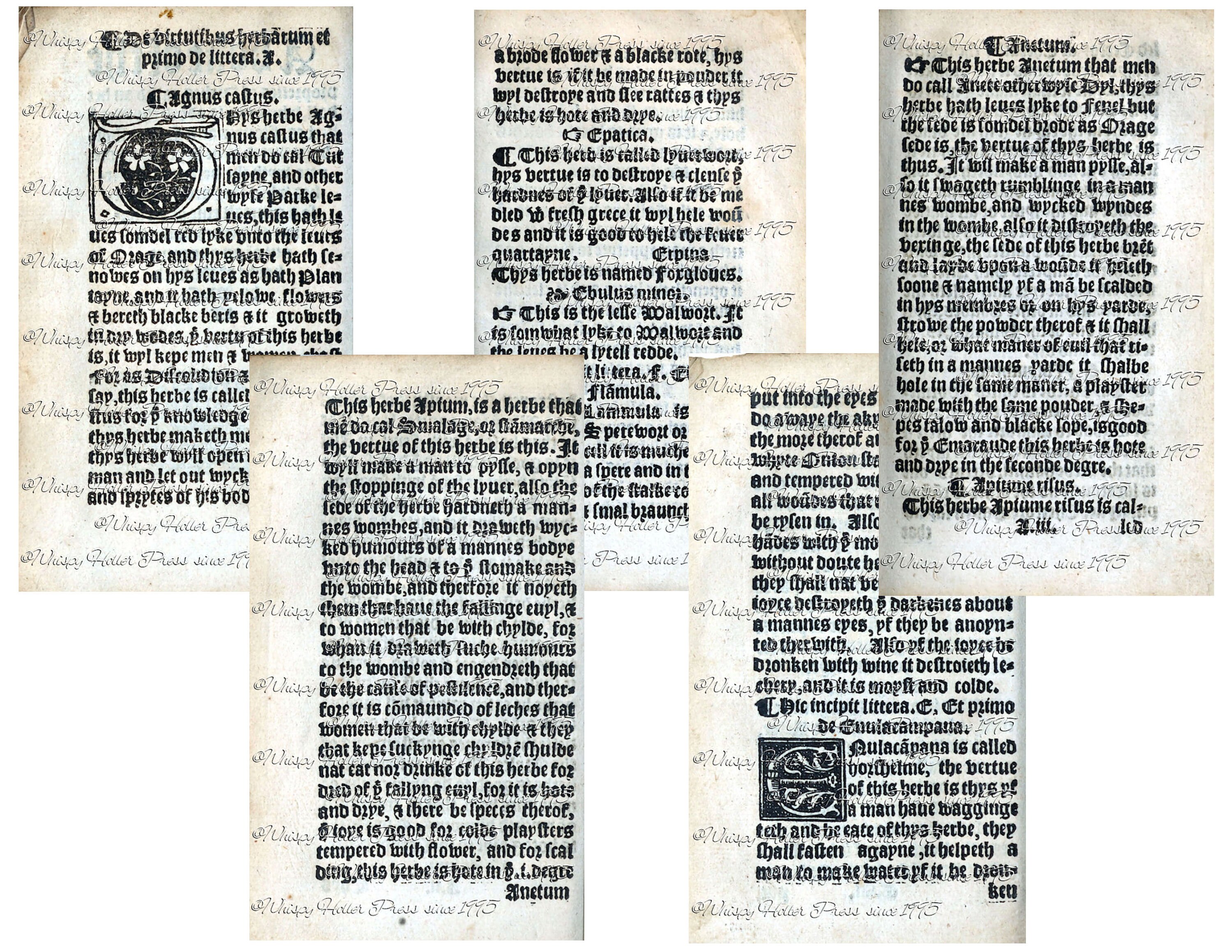 Antique Book Pages 1500-1600s Herb Plant Garden, Junk Journal, Digital ...