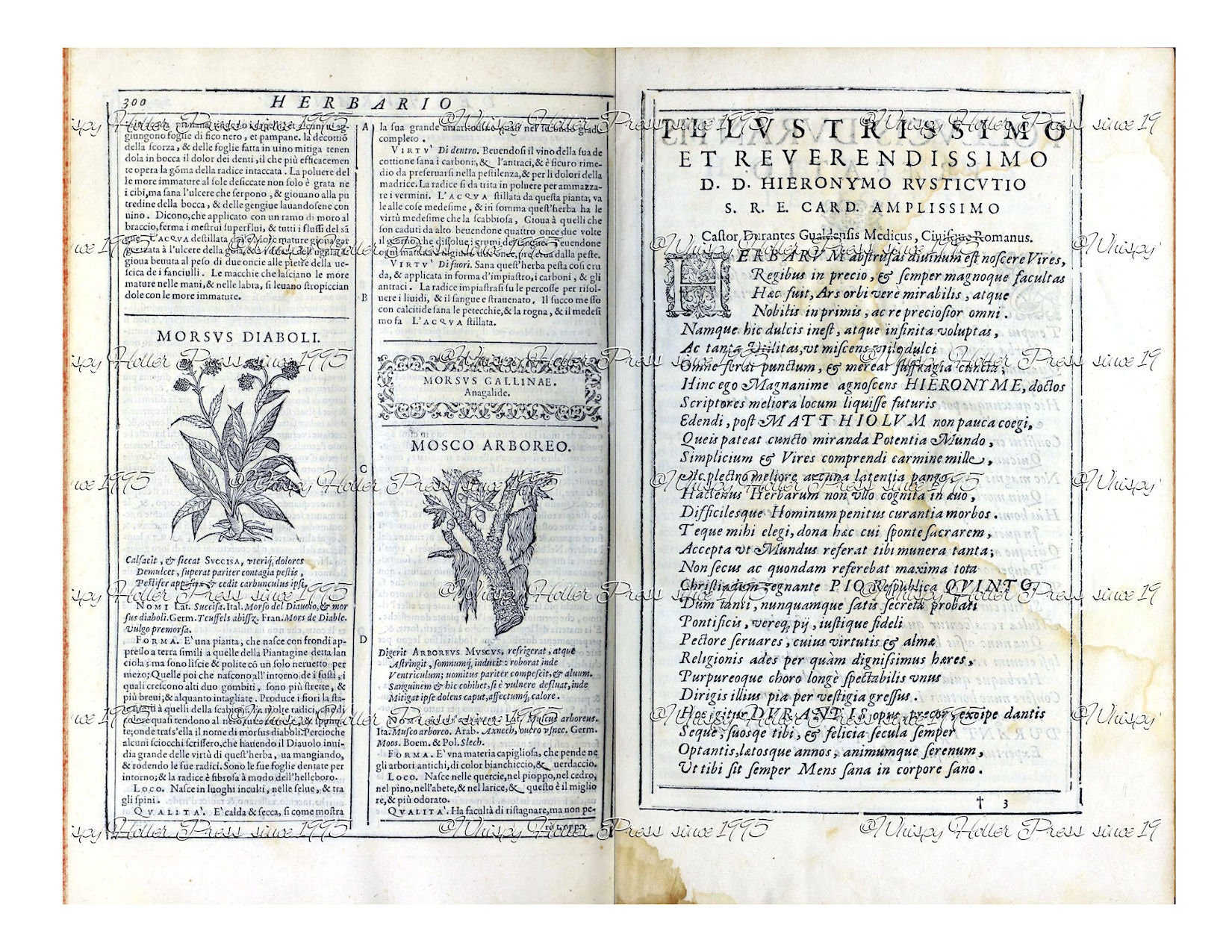 Antique Book Pages 1500-1600s Herb Plant Garden, Junk Journal, Digital ...