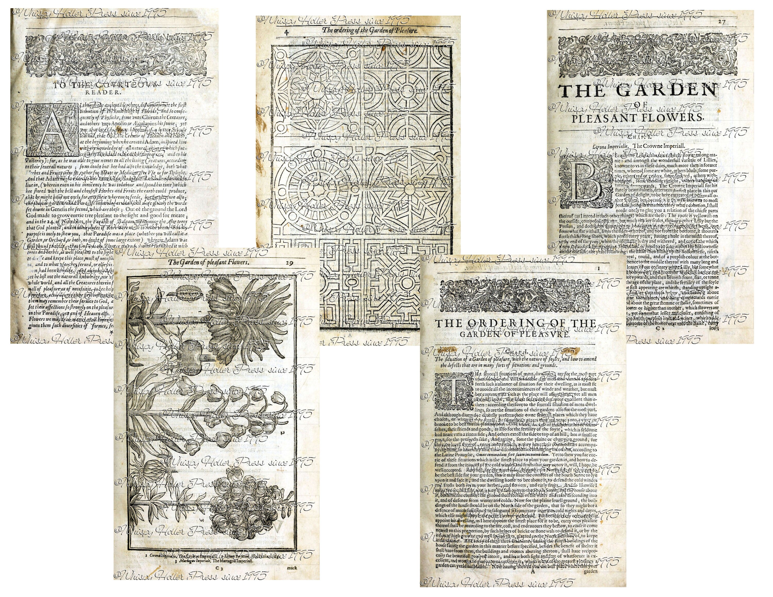 Antique Book Pages 1500-1600s Herb Plant Garden, Junk Journal, Digital ...