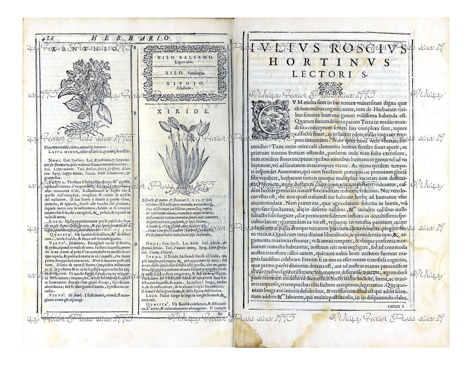 Antique Book Pages 1500-1600s Herb Plant Garden, Junk Journal, Digital ...