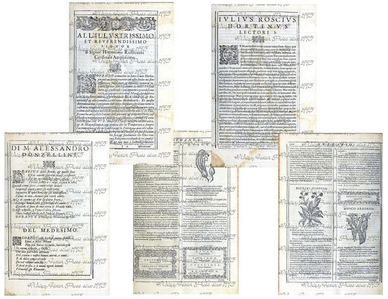 Antique Book Pages 1500-1600s Herb Plant Garden, Junk Journal, Digital ...