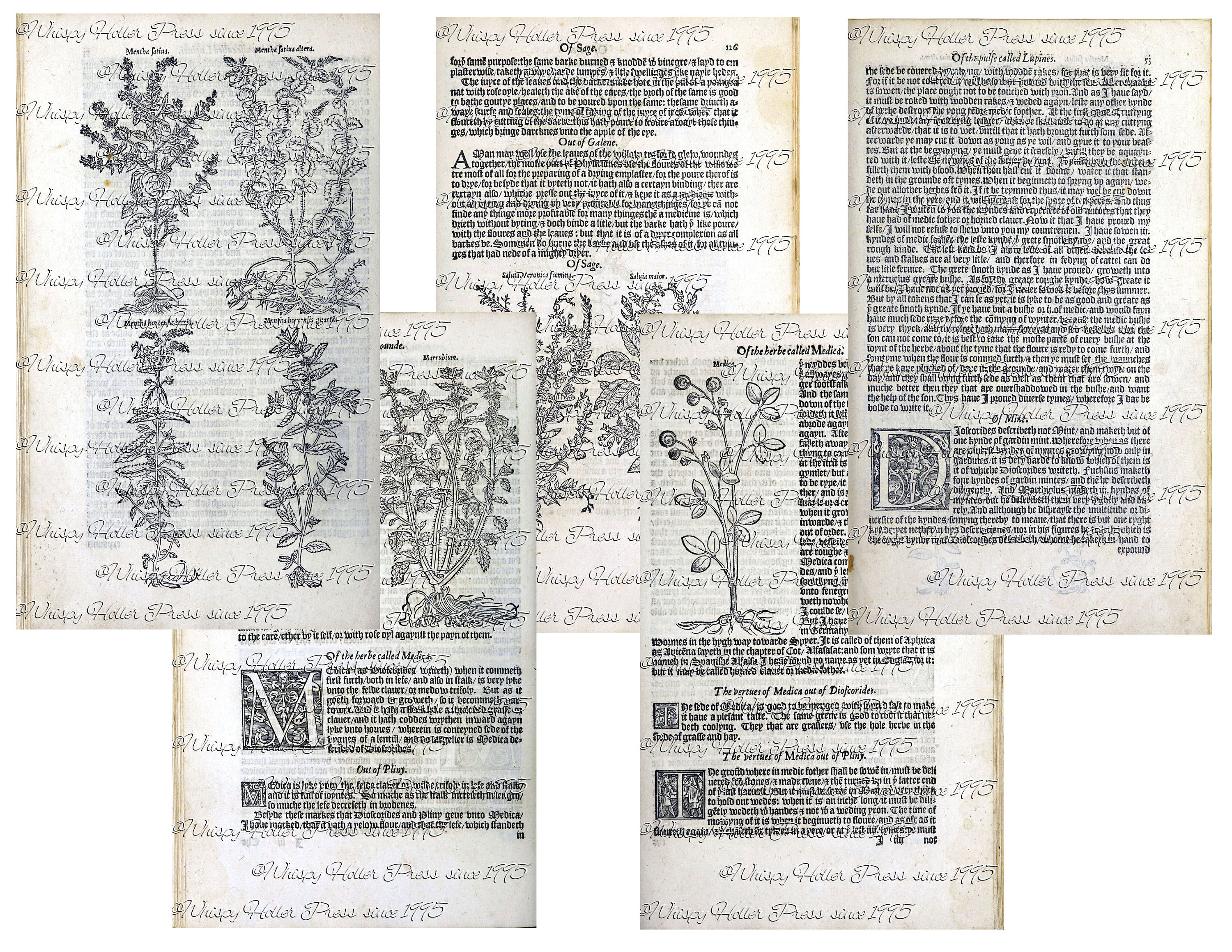 Antique Book Pages 1500-1600s Herb Plant Garden, Junk Journal, Digital ...