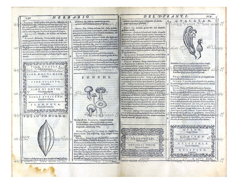 Antique Book Pages 1500-1600s Herb Plant Garden, Junk Journal, Digital ...