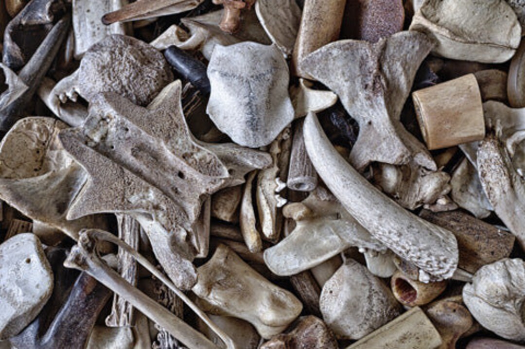 Osteomancy (bone Throwing) Reading: Yes/no Question(s) - Etsy