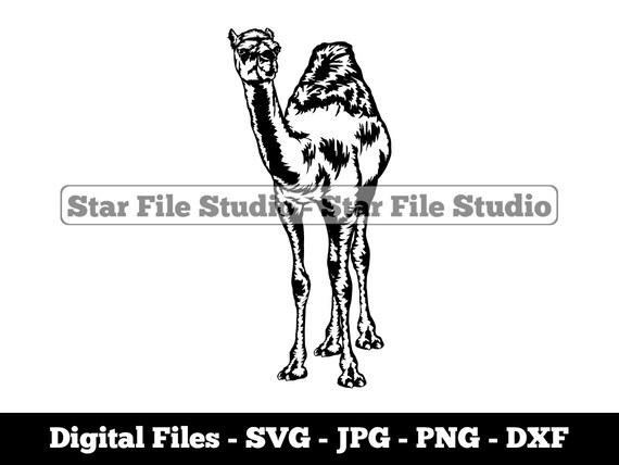 Camel 2 Svg Camel Svg Desert Animals Svg Tourism Svg - Etsy