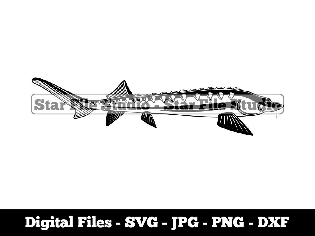 Sturgeon #5 Svg, Fishing Svg, Fish Svg, Sturgeon Png, Sturgeon Jpg ...