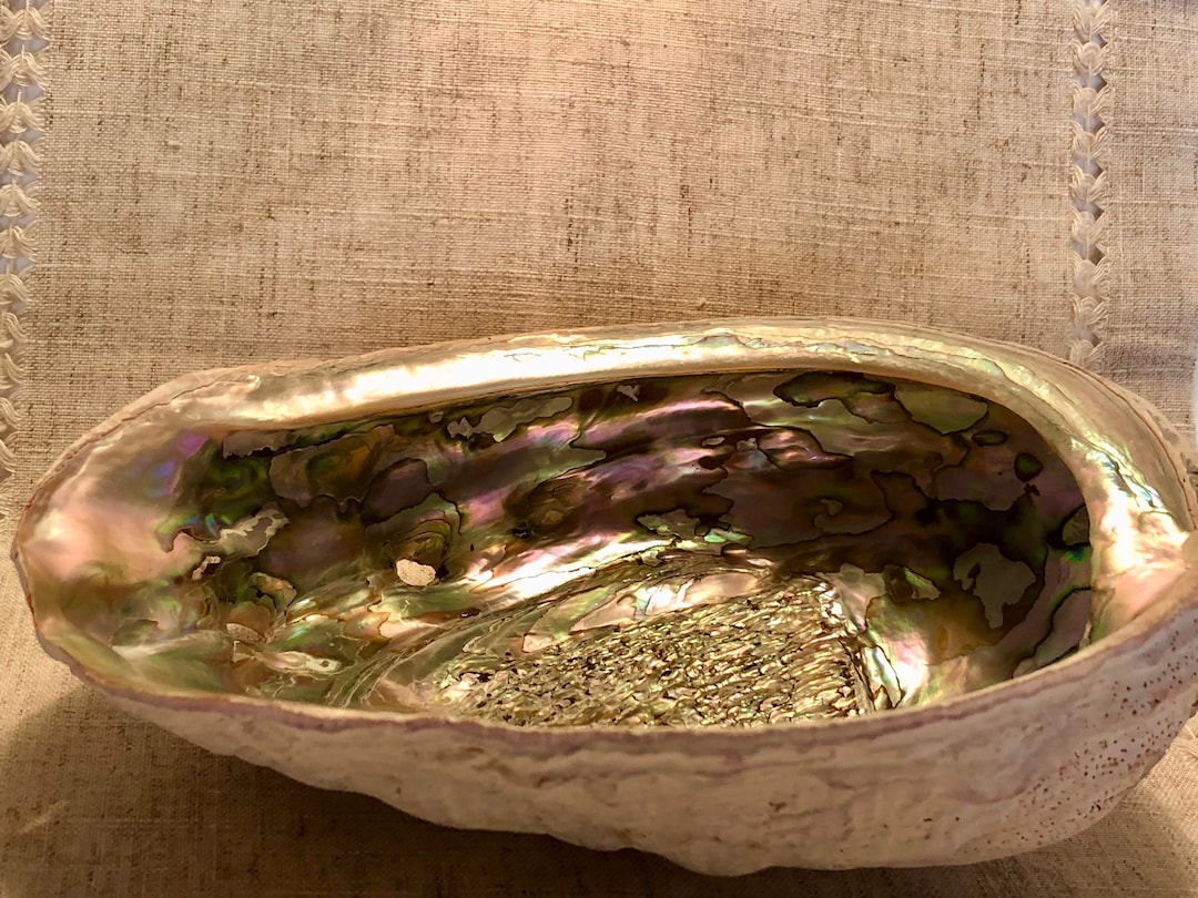 Fossilized Large Natural Abalone Shell Rare/heavy~beautiful Opalescent ...