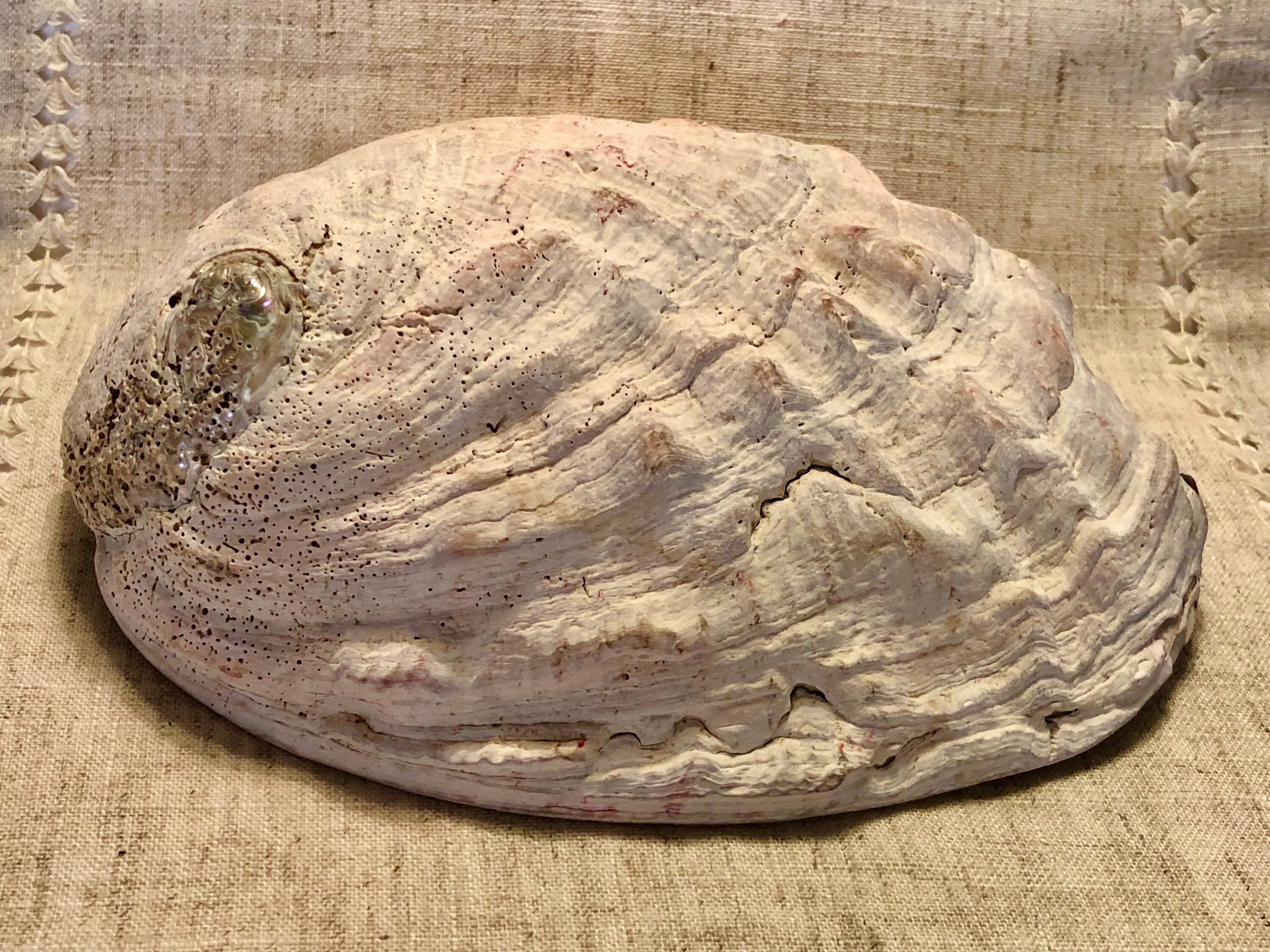 Fossilized Large Natural Abalone Shell Rare/heavy~beautiful Opalescent ...