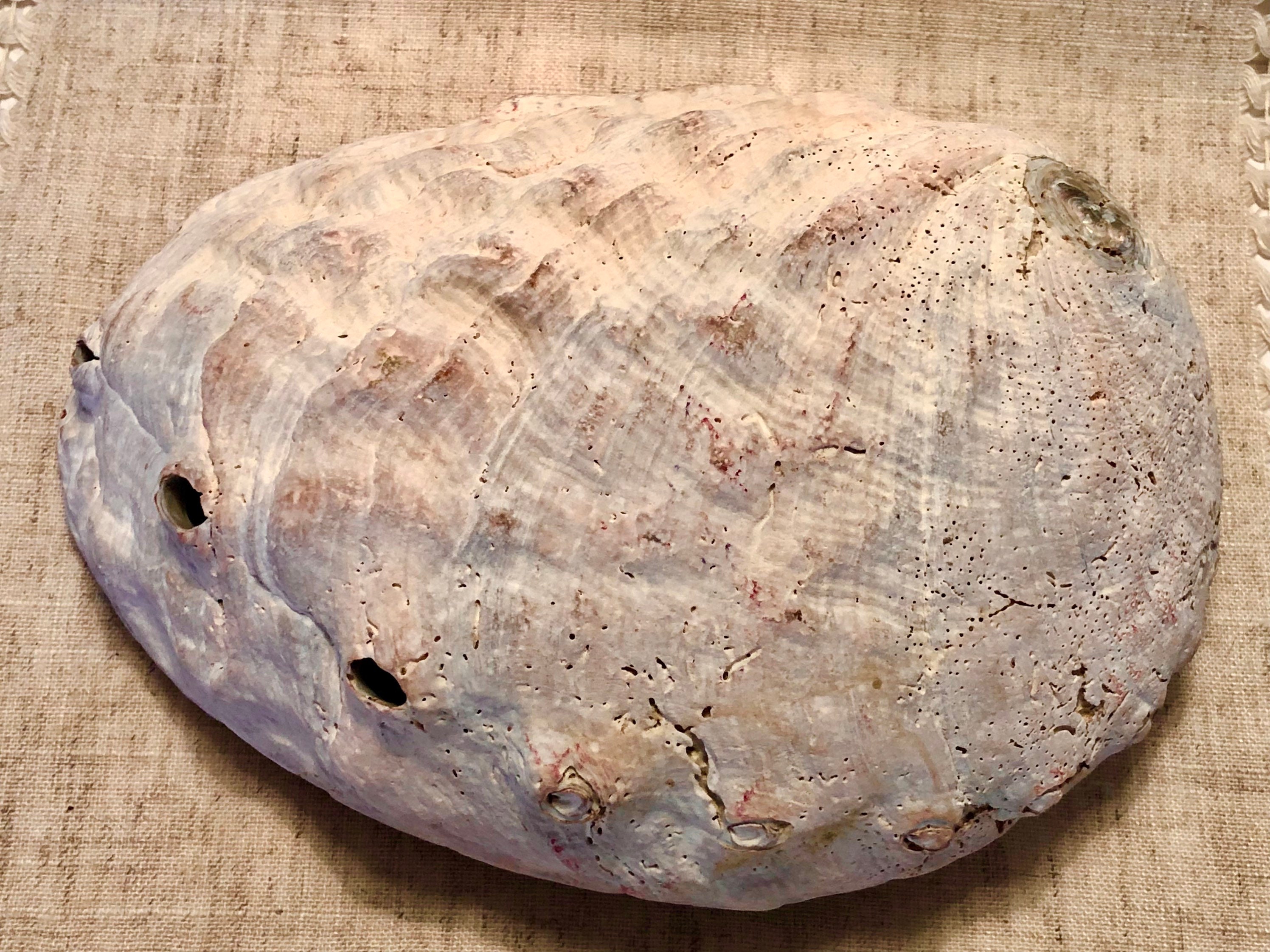 Fossilized Large Natural Abalone Shell Rare/heavy~beautiful Opalescent ...