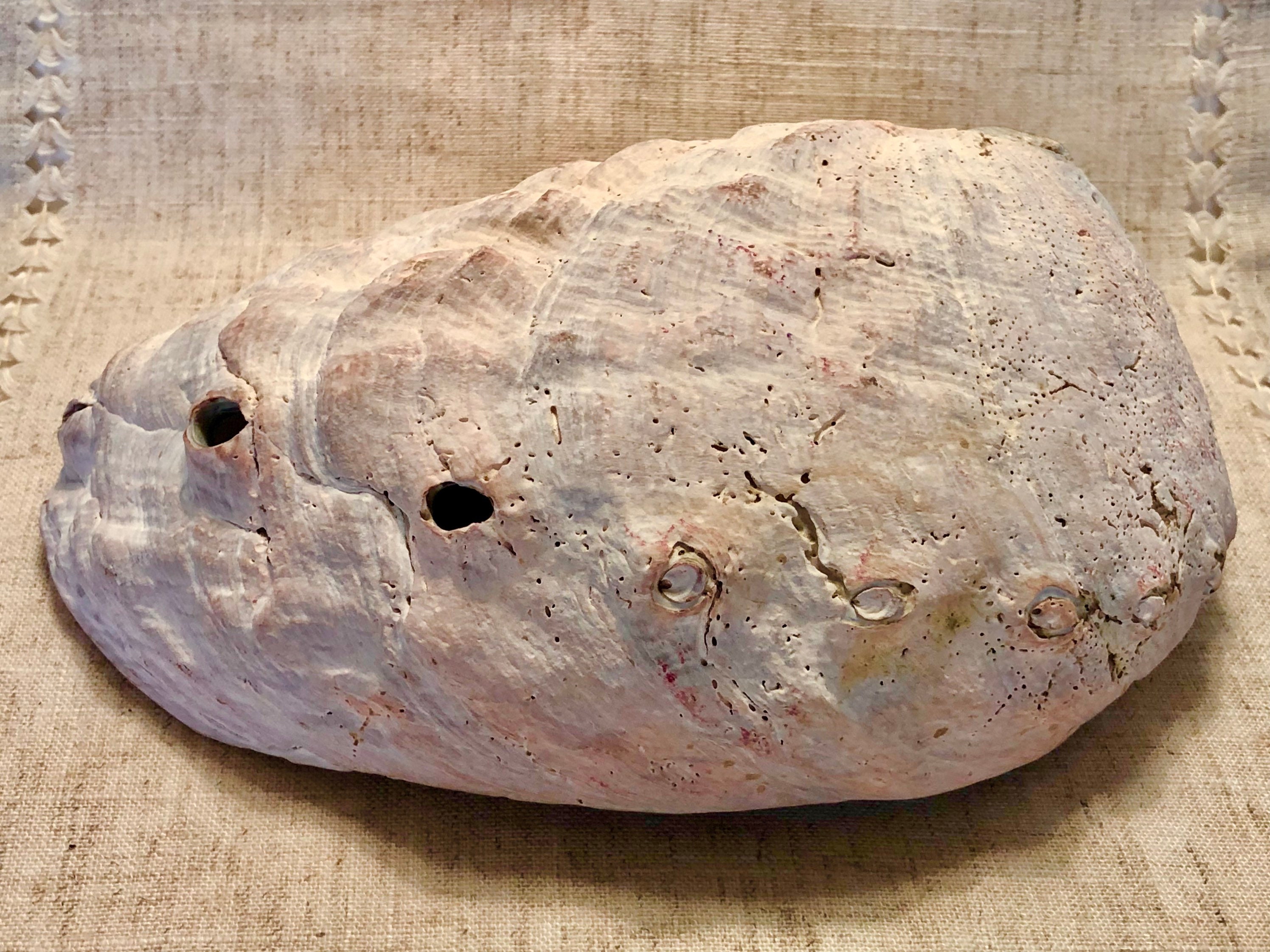 Fossilized Large Natural Abalone Shell Rare/heavy~beautiful Opalescent ...