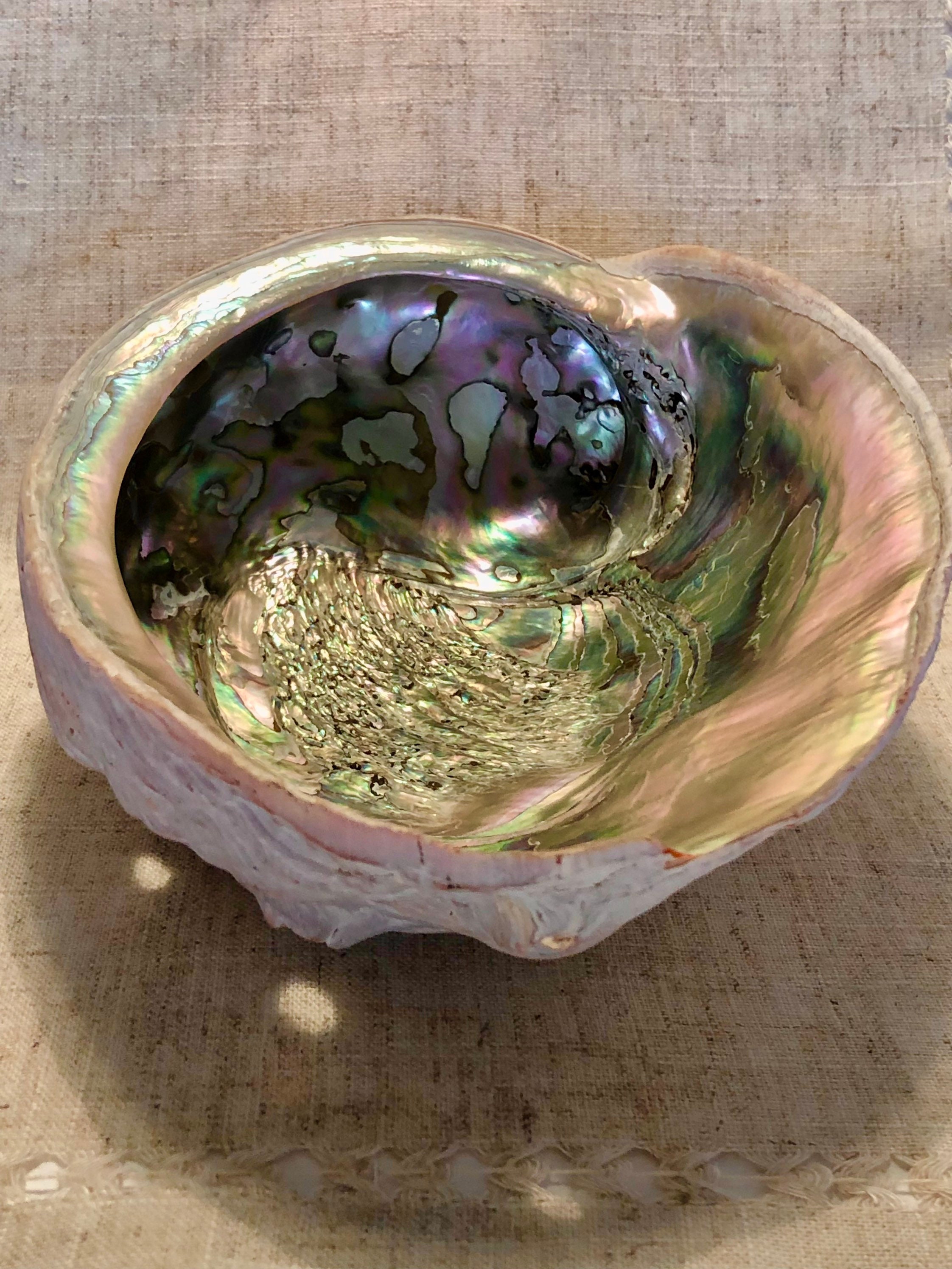 Fossilized Large Natural Abalone Shell Rare/heavy~beautiful Opalescent ...