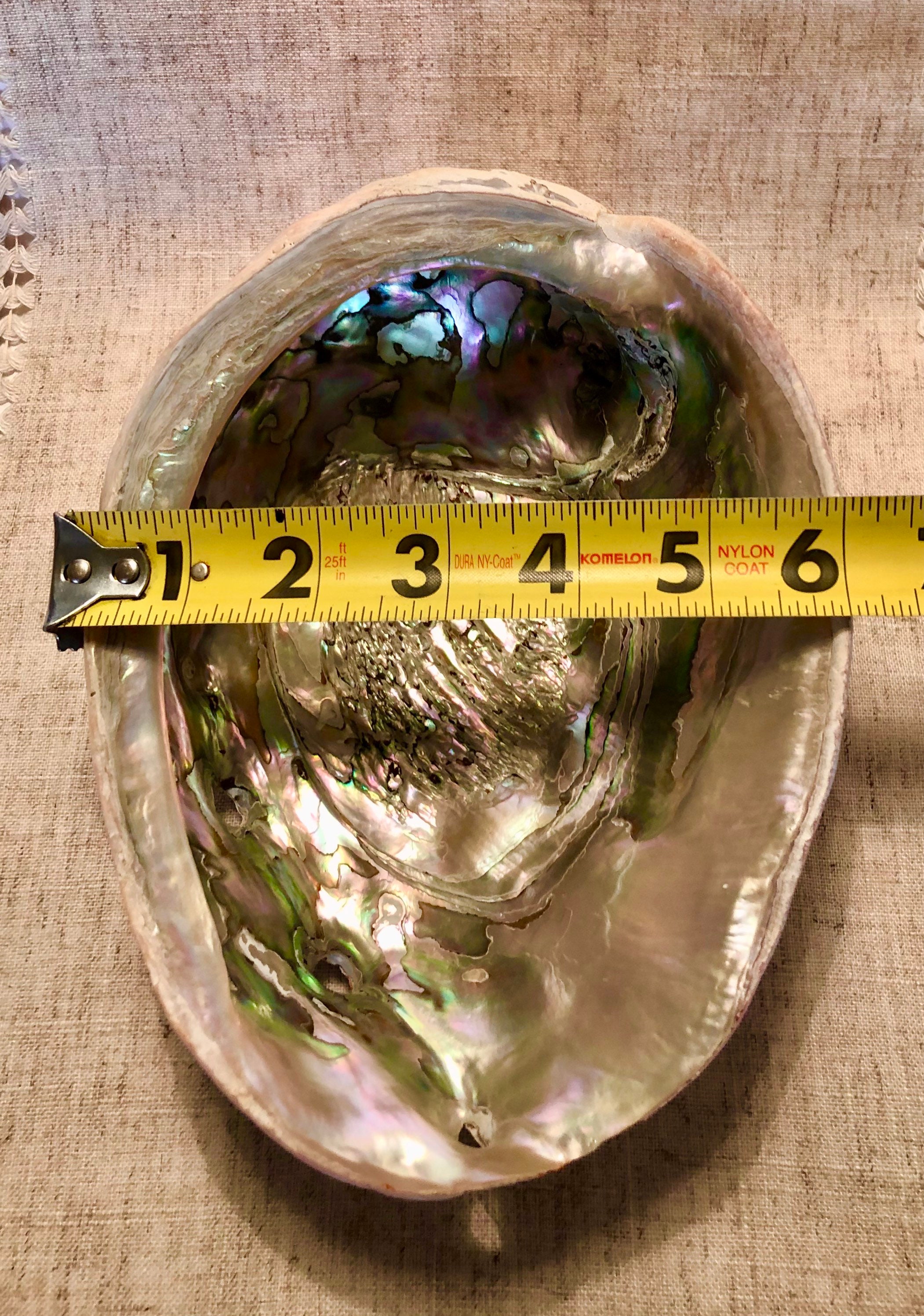 Fossilized Large Natural Abalone Shell Rare/heavy~beautiful Opalescent ...